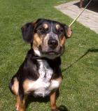 Dog breed compatibility test, breed selector test and quiz | Noahs' Dogs