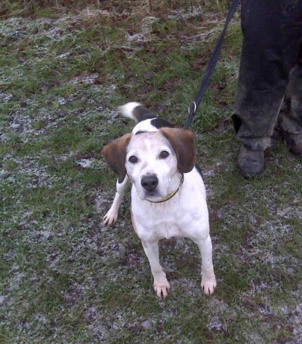 Beagle dog for adoption at Dog Trust - Shrewsbury | Noah's Dogs