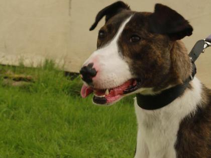 Oreo Breed Unknown | Noah's Dogs