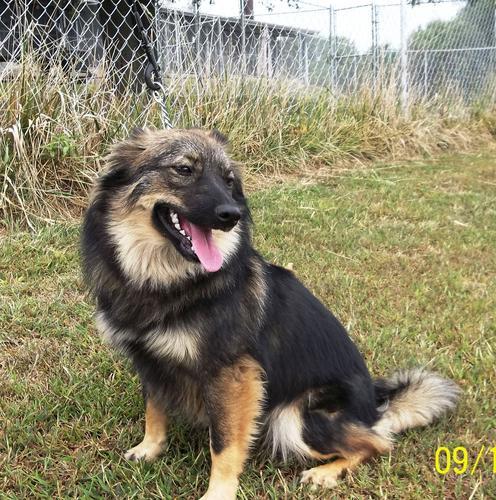 Kia Keeshond | Noah's Dogs