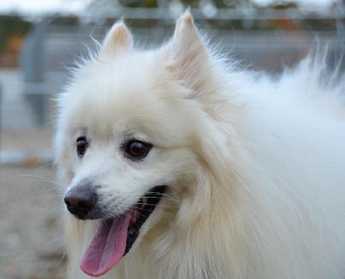 Snowball American Eskimo Dog | Noah's Dogs