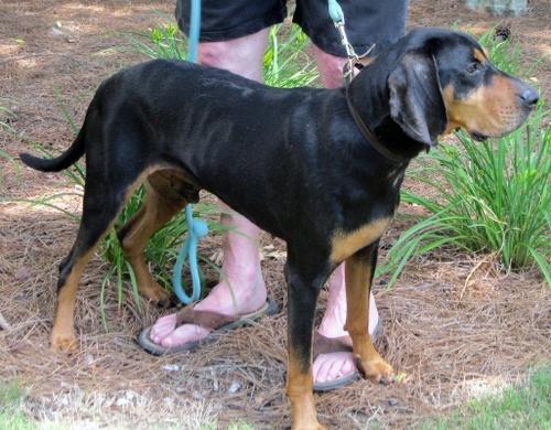 Charlie Brown Black and Tan Coonhound | Noah's Dogs