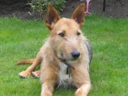 Ozzy Breed Unknown | Noah's Dogs