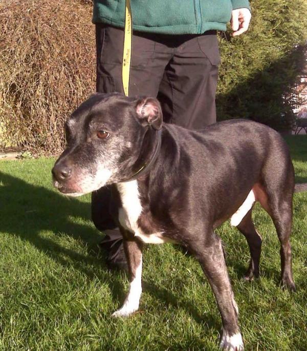 DOUGAL Breed Unknown | Noah's Dogs