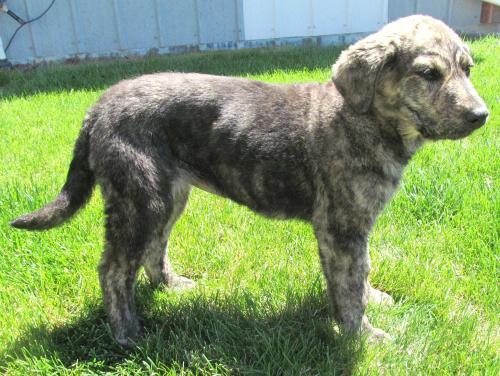 Jannie Dutch Shepherd | Noah's Dogs